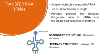 NON-CODING RNAs Pathways and their signals | PPTX