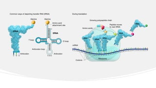 NON-CODING RNAs Pathways and their signals | PPTX