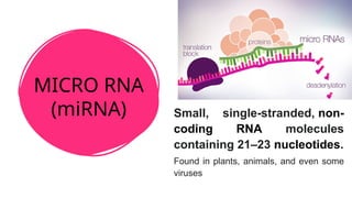 NON-CODING RNAs Pathways and their signals | PPTX