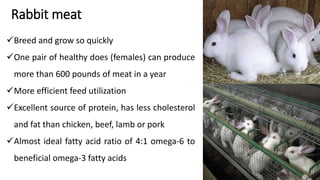 Non conventional meat | PPT