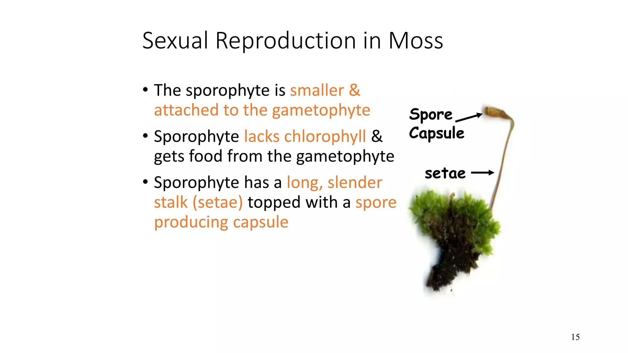 Non flowering plants life cycle | PPTX