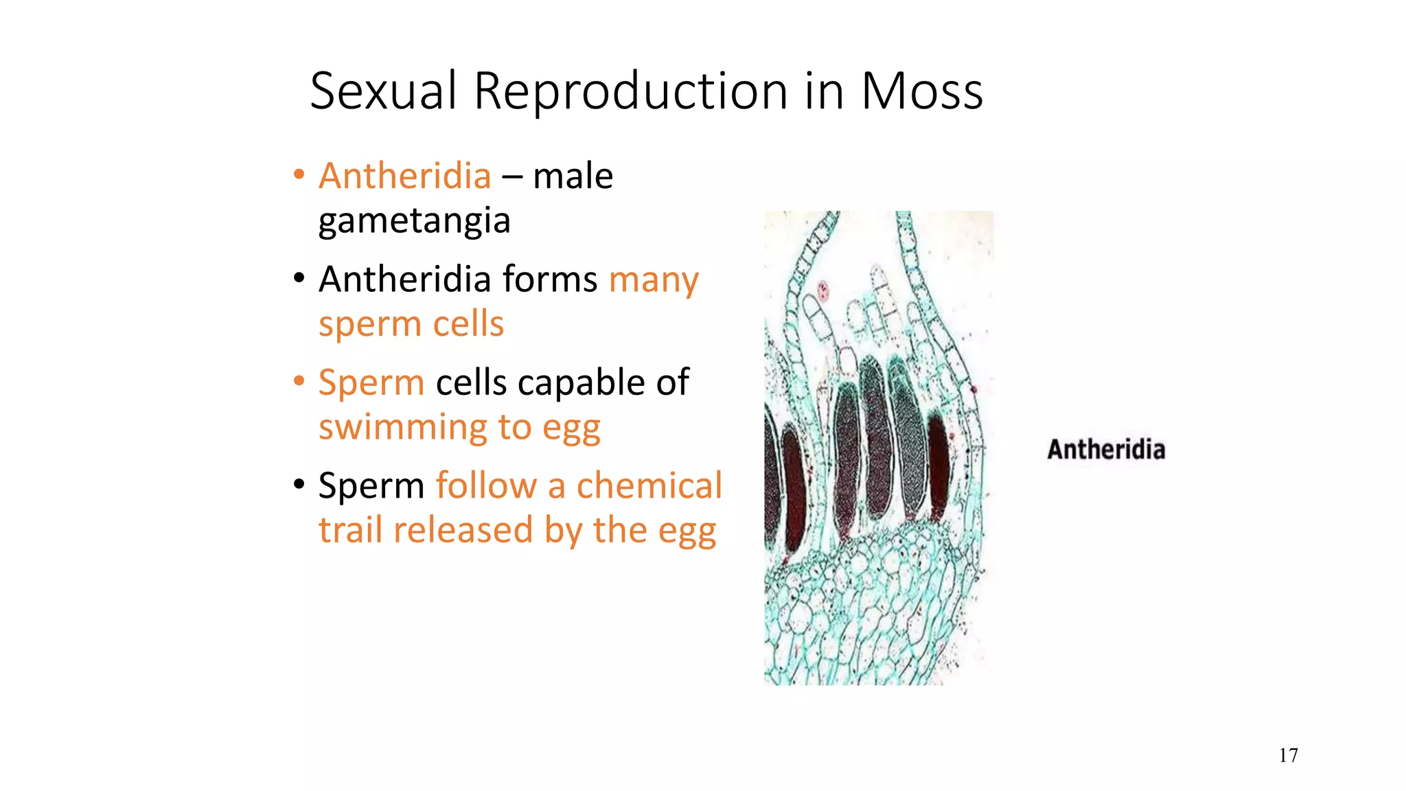 Non flowering plants life cycle | PPTX