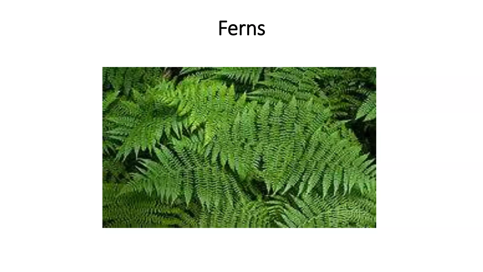 Non flowering plants life cycle | PPTX