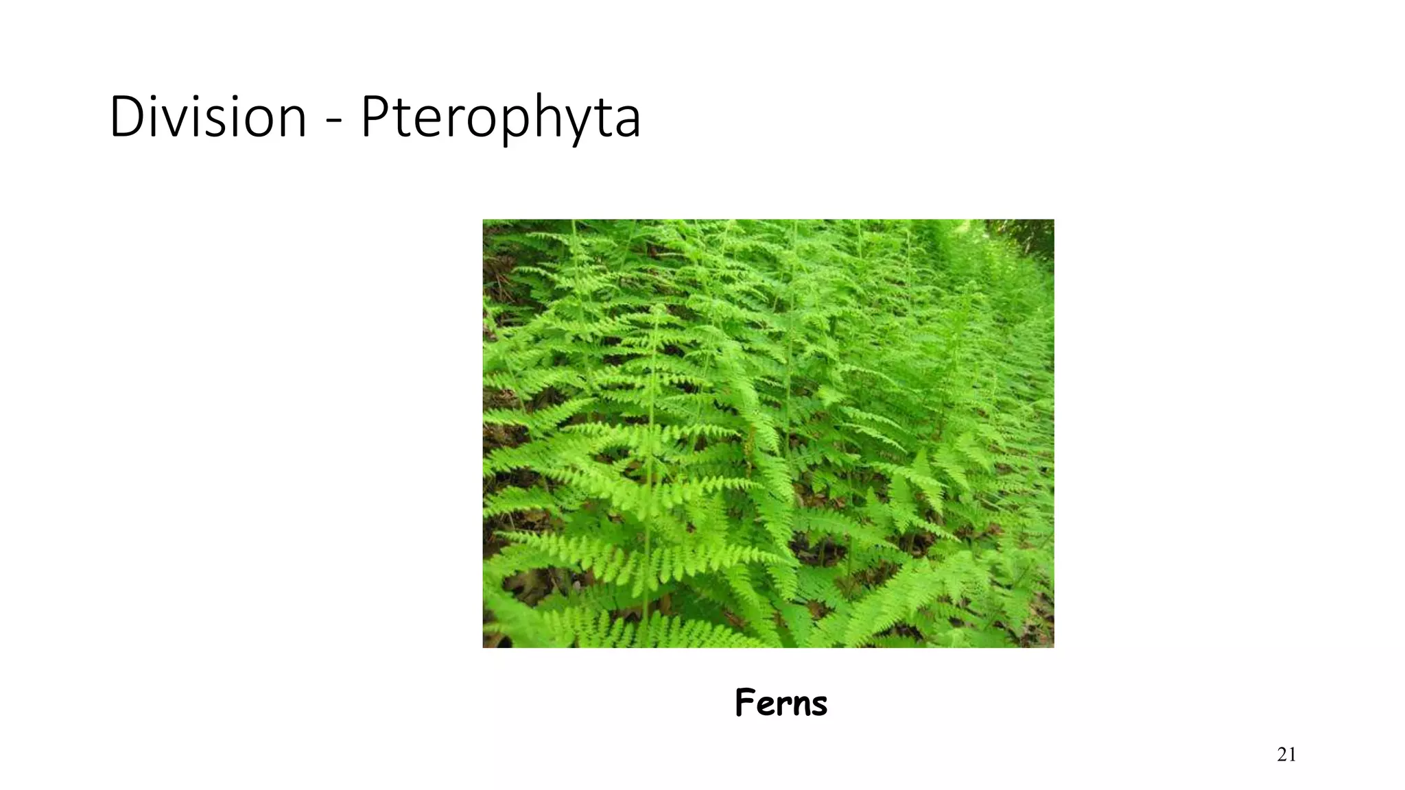 Non flowering plants life cycle | PPTX