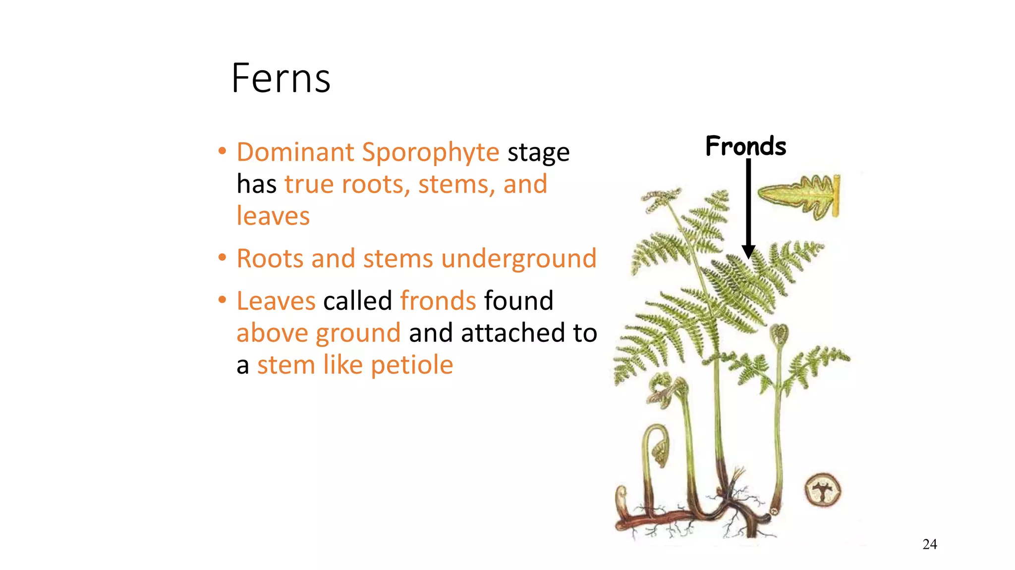 Non flowering plants life cycle | PPTX