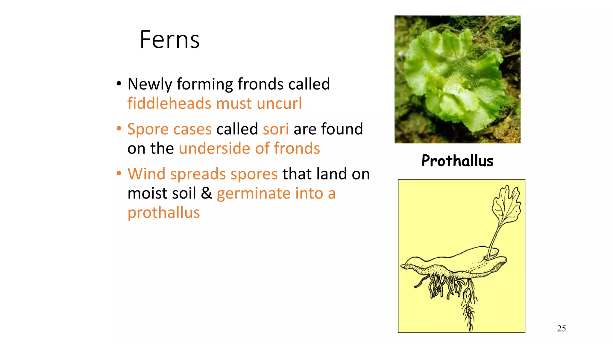 Non flowering plants life cycle | PPTX