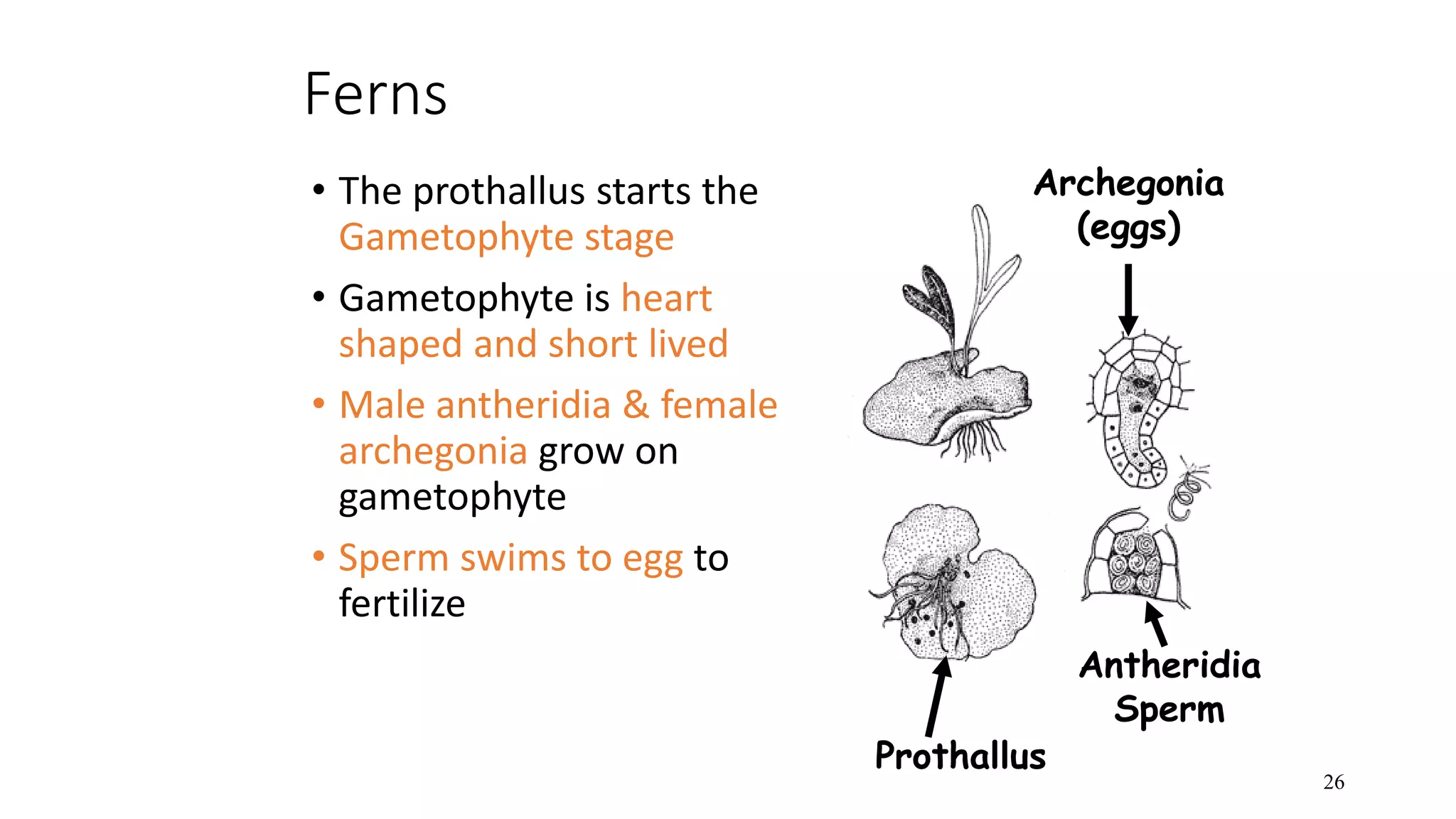 Non flowering plants life cycle | PPTX