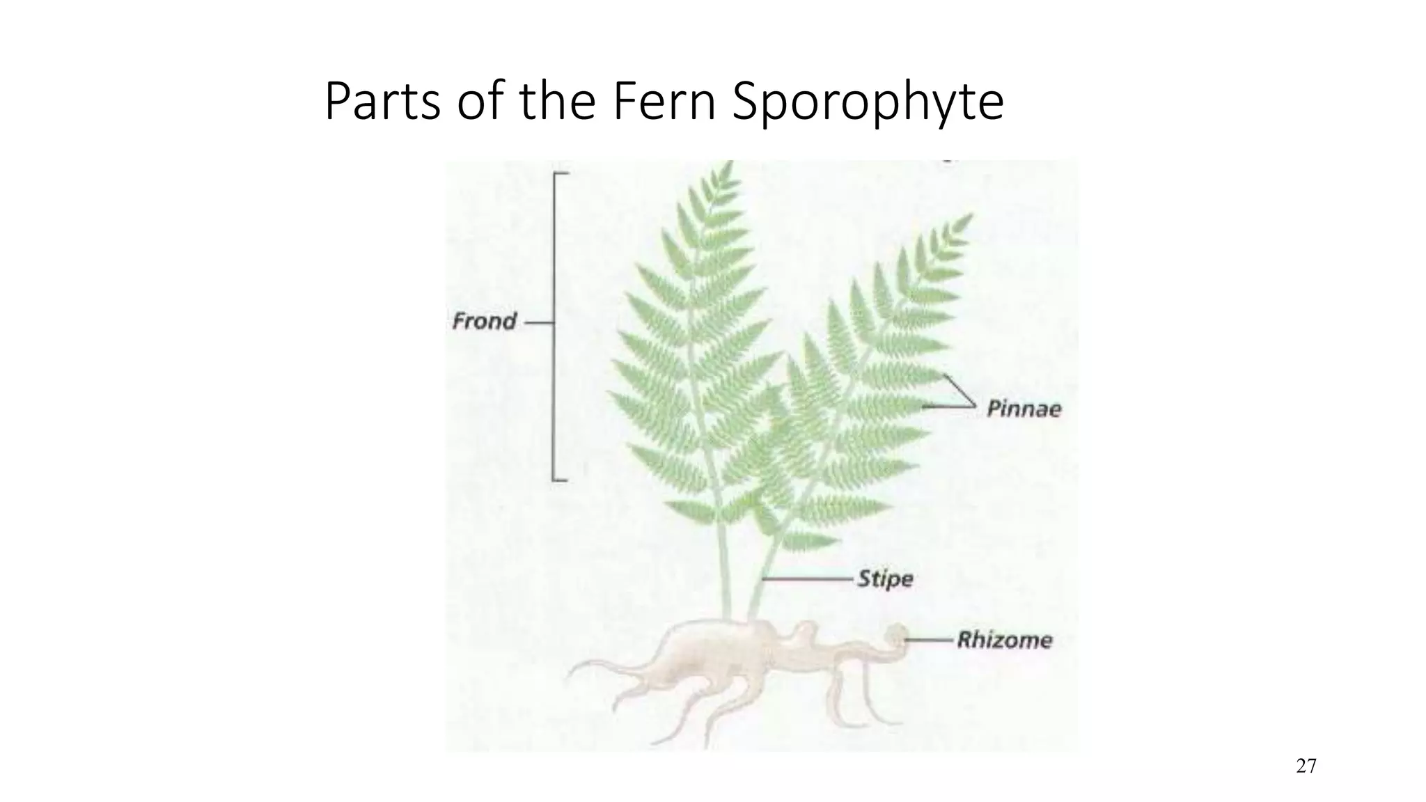 Non flowering plants life cycle | PPTX