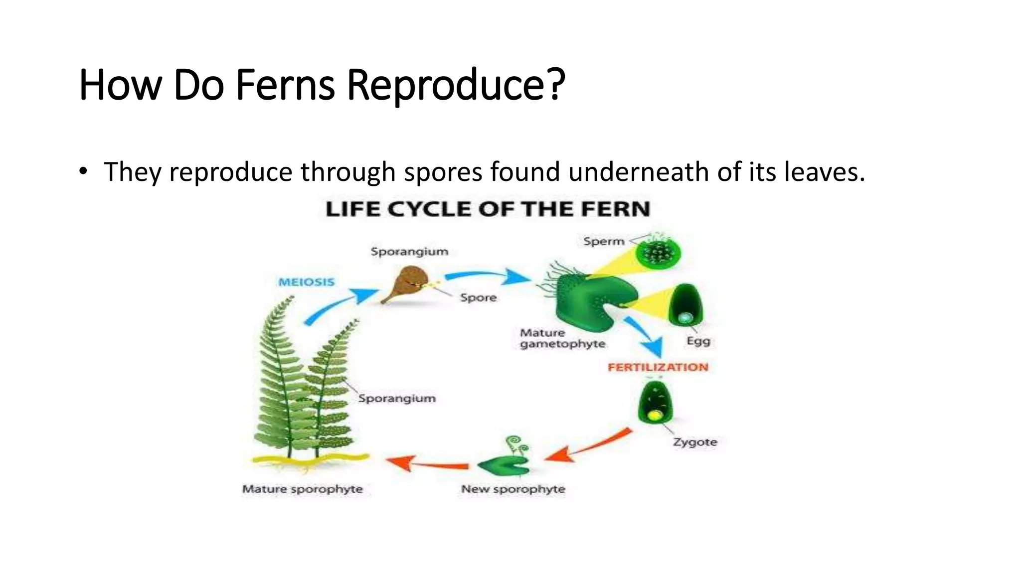 Non flowering plants life cycle | PPTX