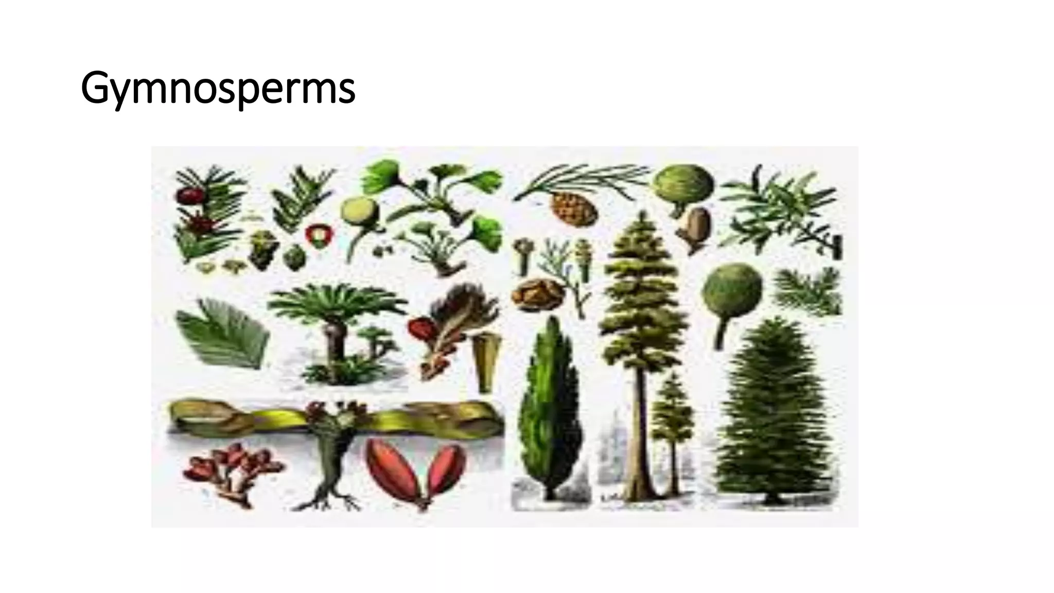 Non flowering plants life cycle | PPTX
