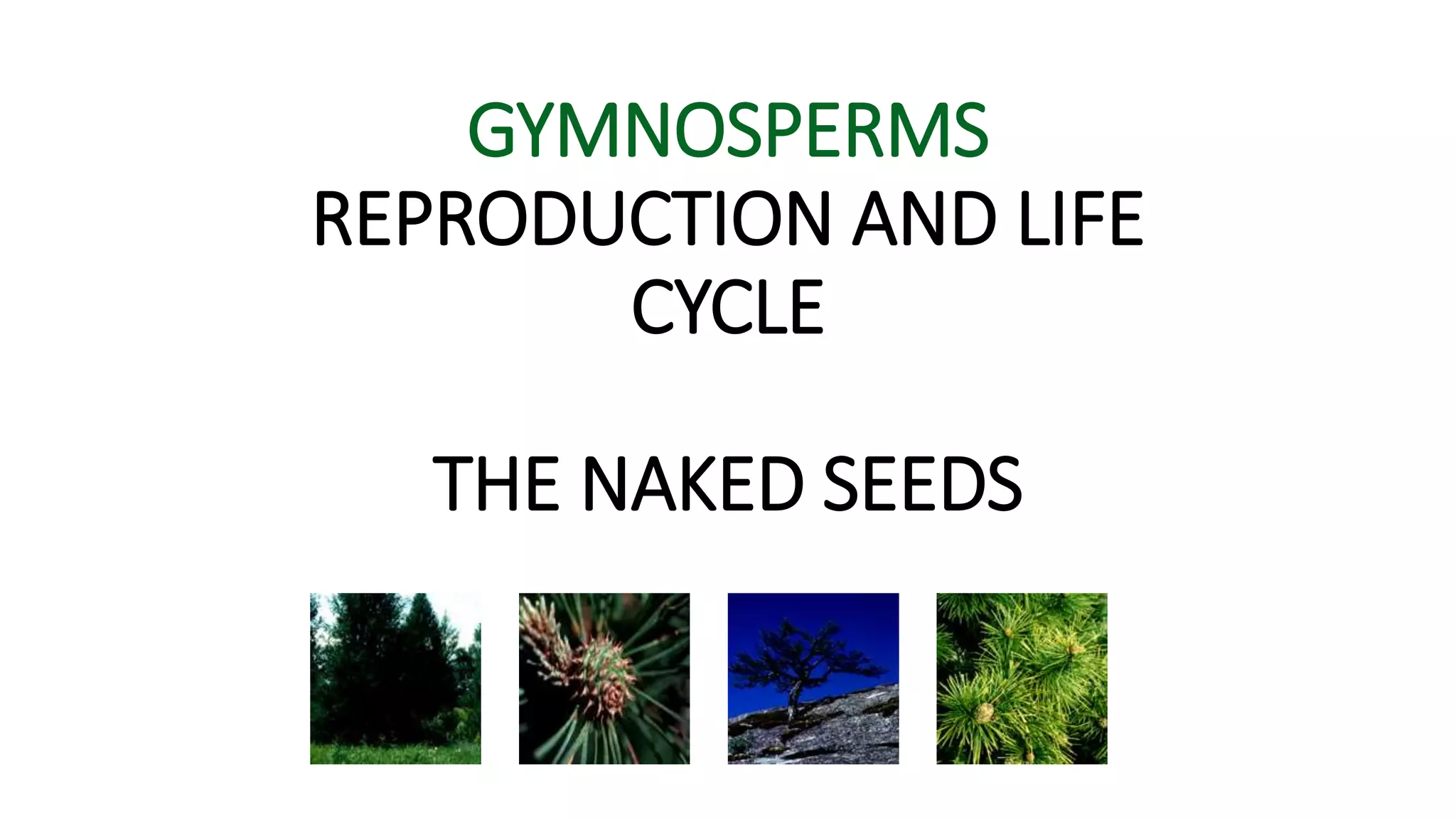 Non Flowering Plants Life Cycle Pptx 2418