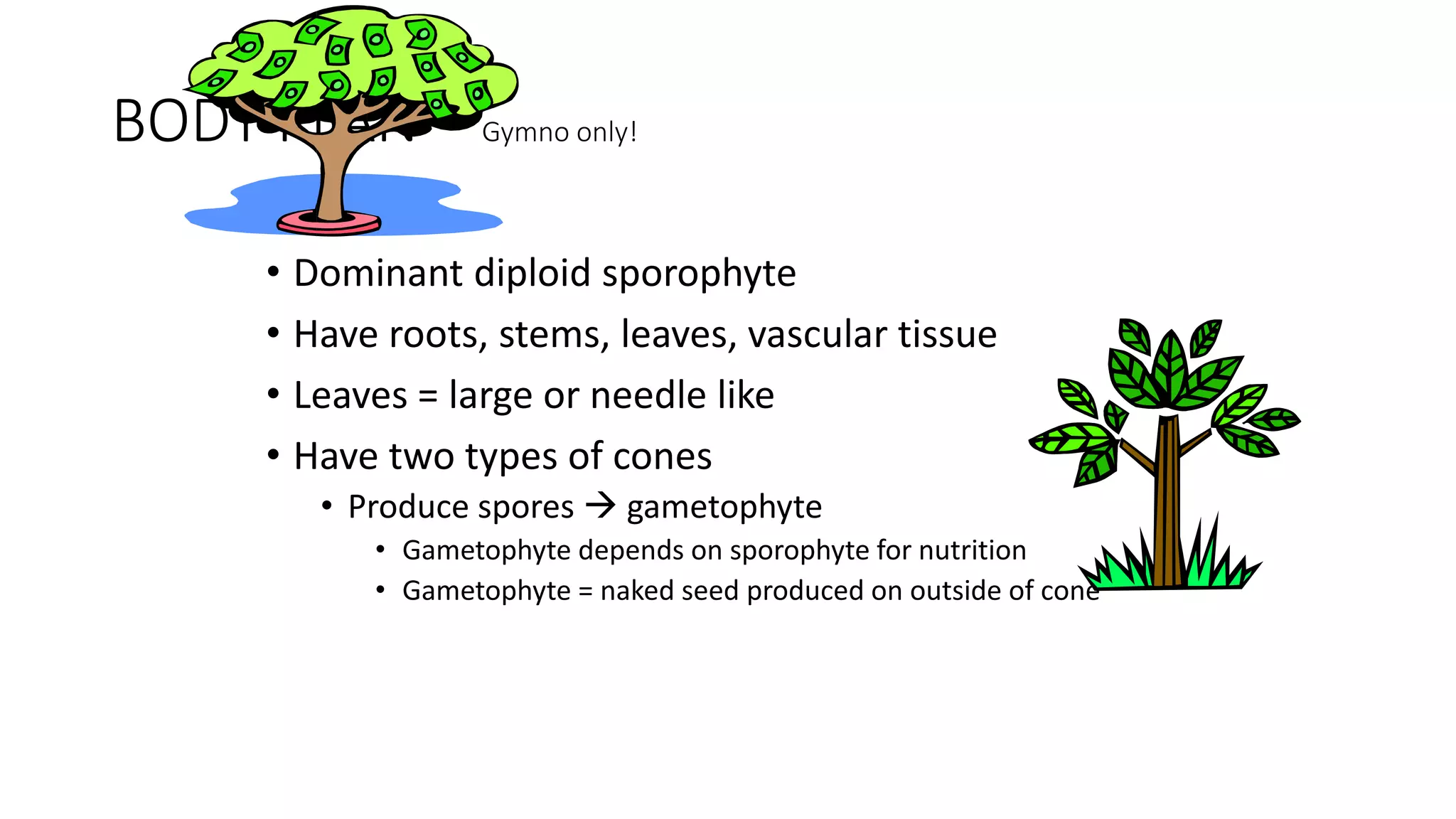 Non Flowering Plants Life Cycle Pptx 2921