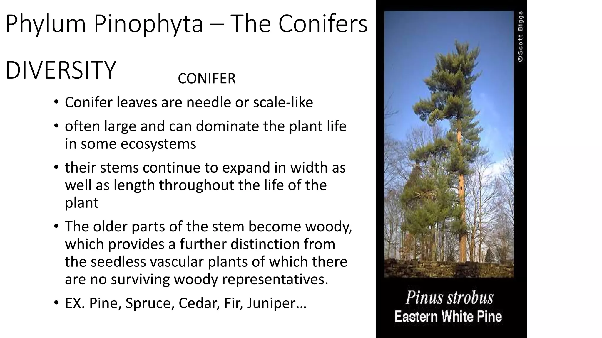 Non flowering plants life cycle | PPTX