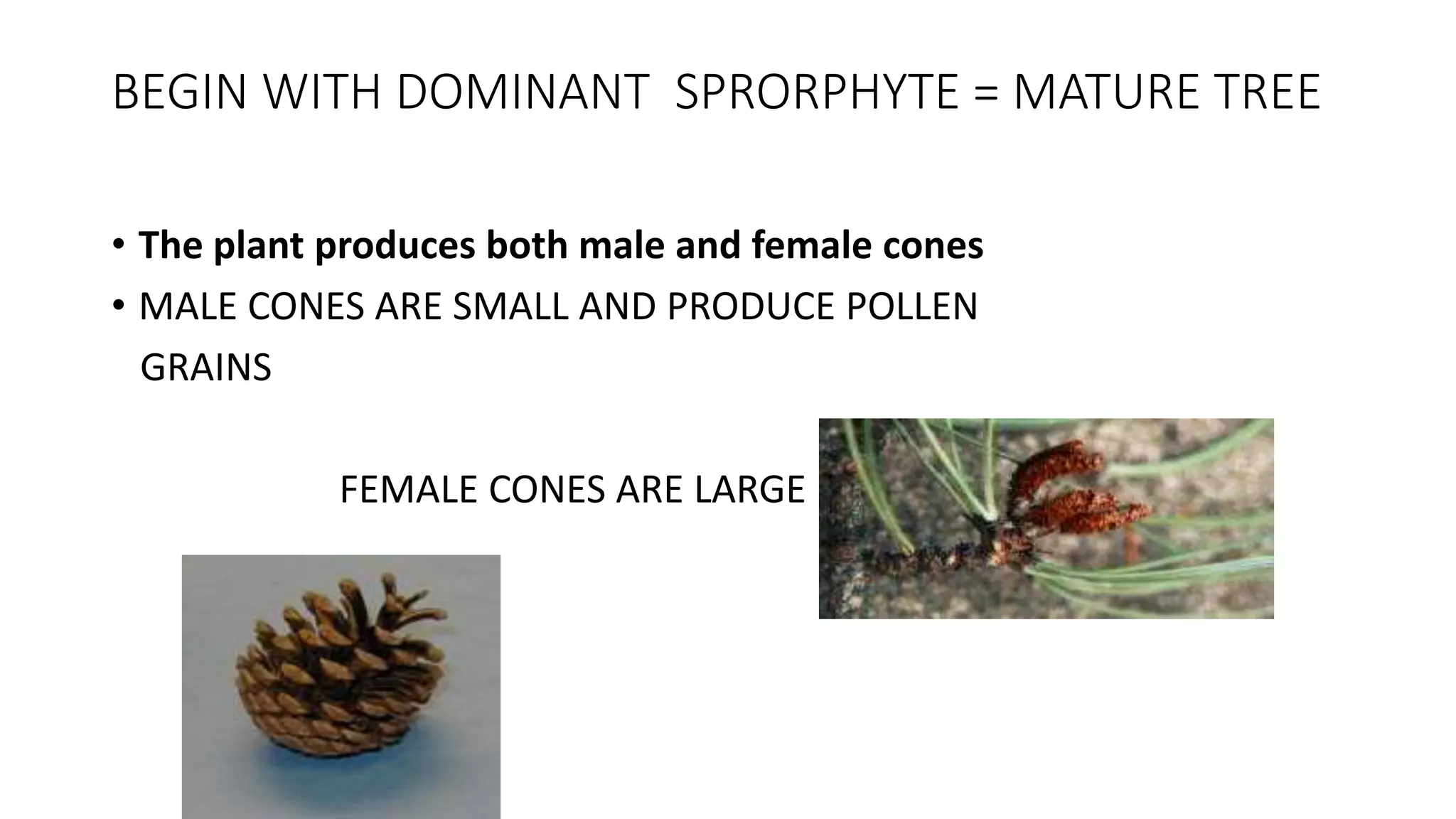 Non Flowering Plants Life Cycle Pptx 2790