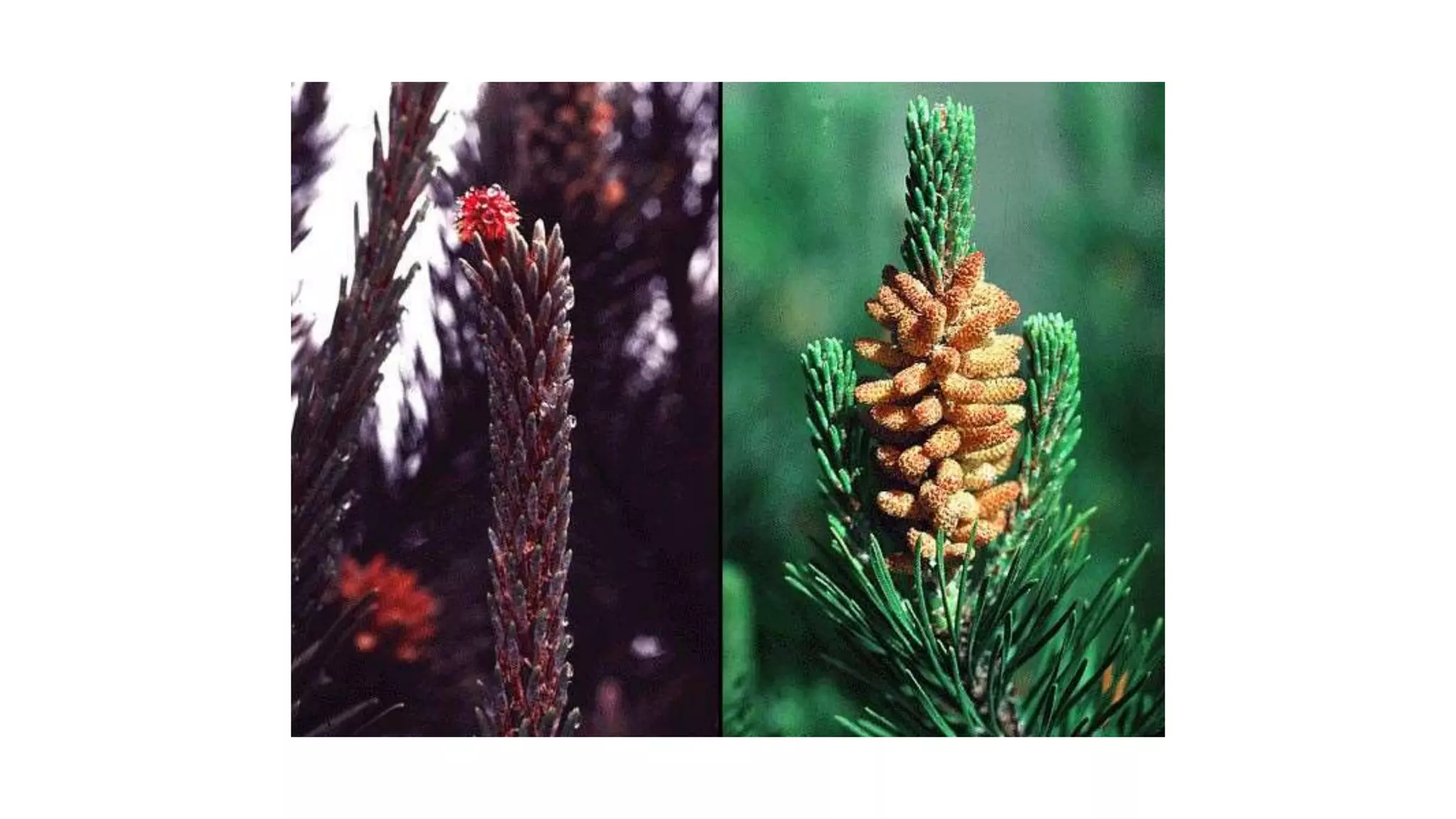 Non flowering plants life cycle | PPTX