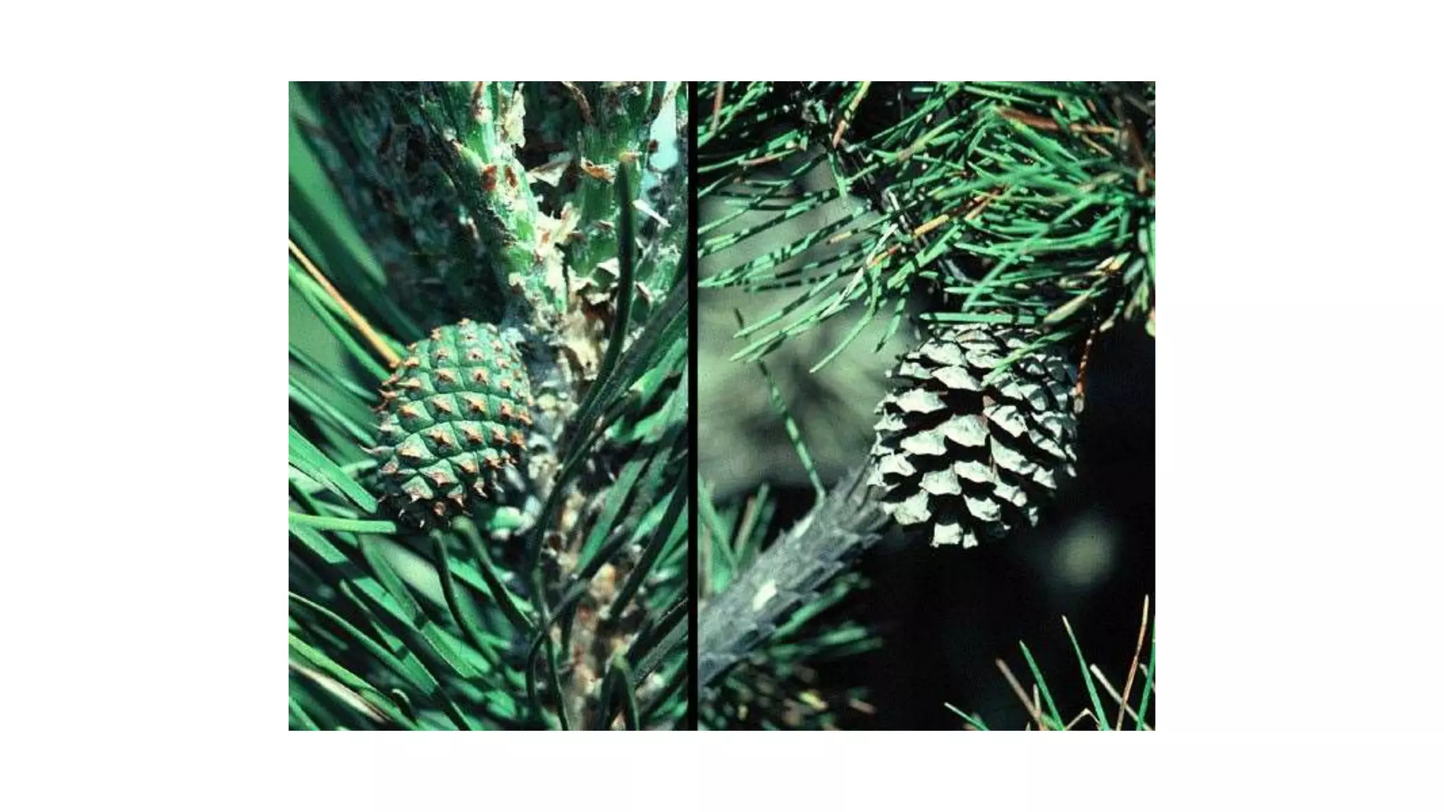 Non flowering plants life cycle | PPTX