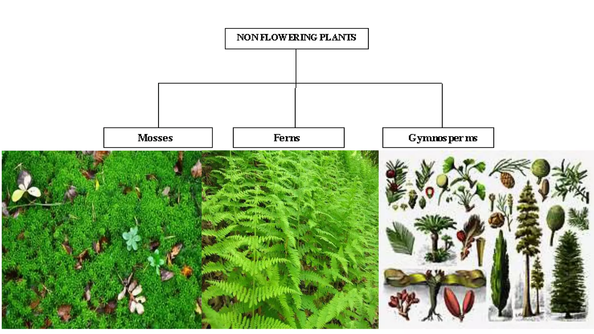 Non flowering plants life cycle | PPTX
