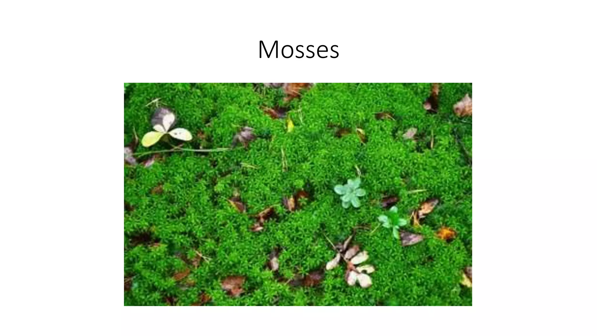 Non flowering plants life cycle | PPTX