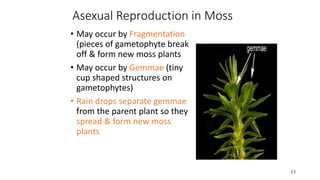 Non flowering plants life cycle | PPTX