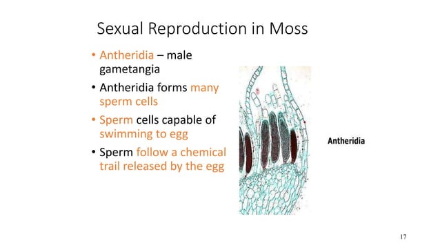 Non flowering plants life cycle | PPTX | Infertility | Reproductive Health