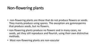 Non flowering plants life cycle | PPTX