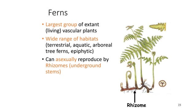 Non flowering plants life cycle | PPTX | Infertility | Reproductive Health