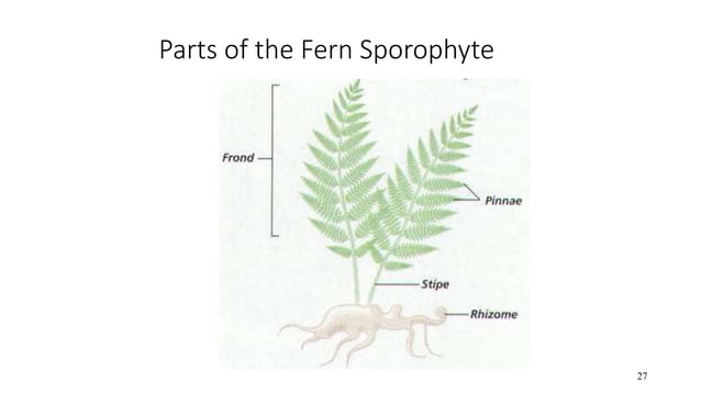 Non flowering plants life cycle | PPTX | Infertility | Reproductive Health
