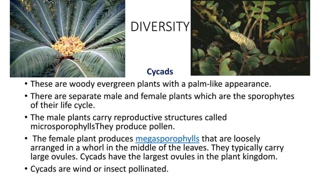 Non flowering plants life cycle | PPTX | Infertility | Reproductive Health