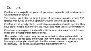 Non flowering plants life cycle | PPTX