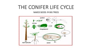 Non Flowering Plant Life Cycle Seed Plants