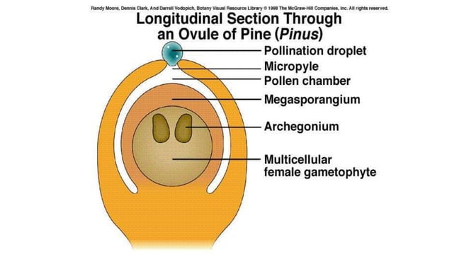 Non flowering plants life cycle | PPTX | Infertility | Reproductive Health