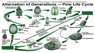 Non flowering plants life cycle | PPTX