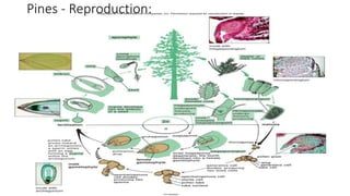Non flowering plants life cycle | PPTX