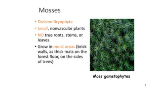 Non flowering plants life cycle | PPTX