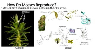 Life Cycle Of A Non Flowering Plant