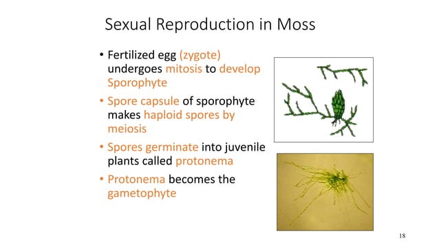 Non flowering plants life cycle | PPT