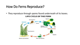 Non Flowering Plant Life Cycle