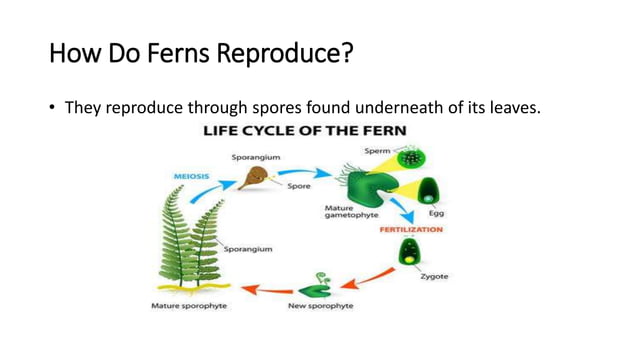 Non flowering plants life cycle | PPT