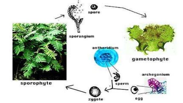 Non flowering plants life cycle