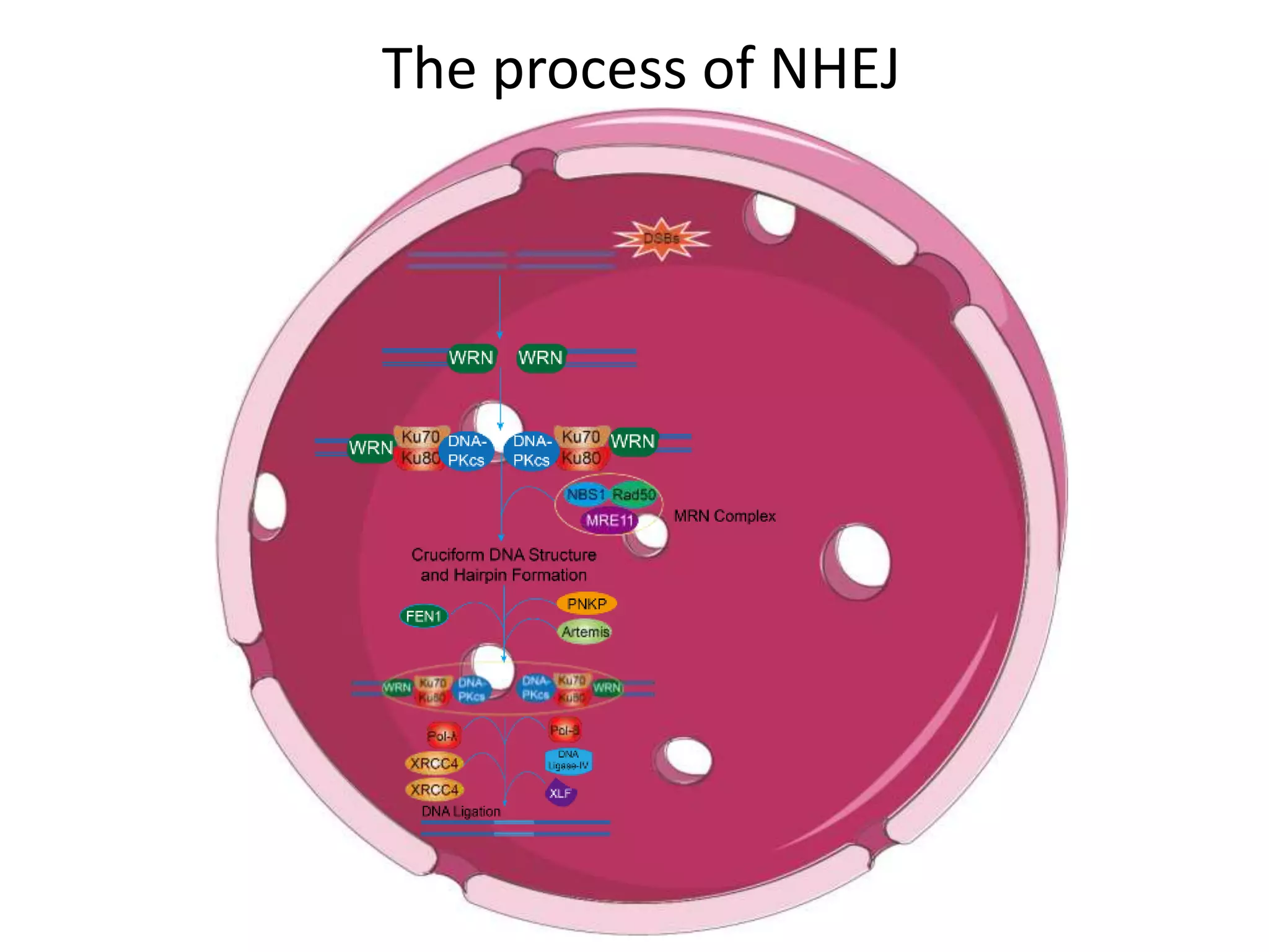Non homologous end-joining pathway-creative diagnostic | PPTX