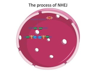 Non homologous end-joining pathway-creative diagnostic | PPTX