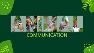 NON-HUMAN COMMUNICATION in LANGUAGE, CULTURE and SOCIETY .pptx