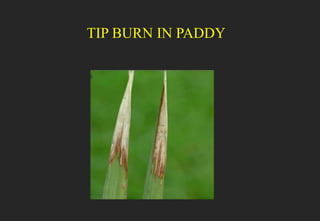 Non infectious and latrogenic diseases | PPTX