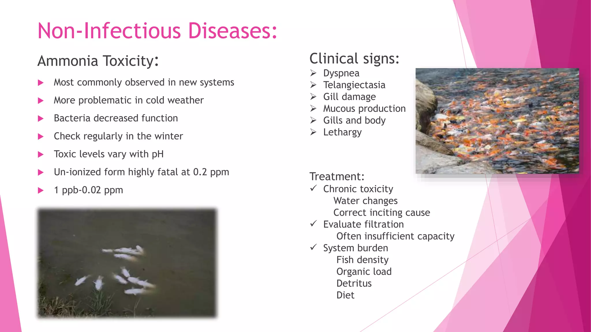 Non infectious diseases of fish | PPTX