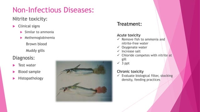 Non infectious diseases of fish | PPTX