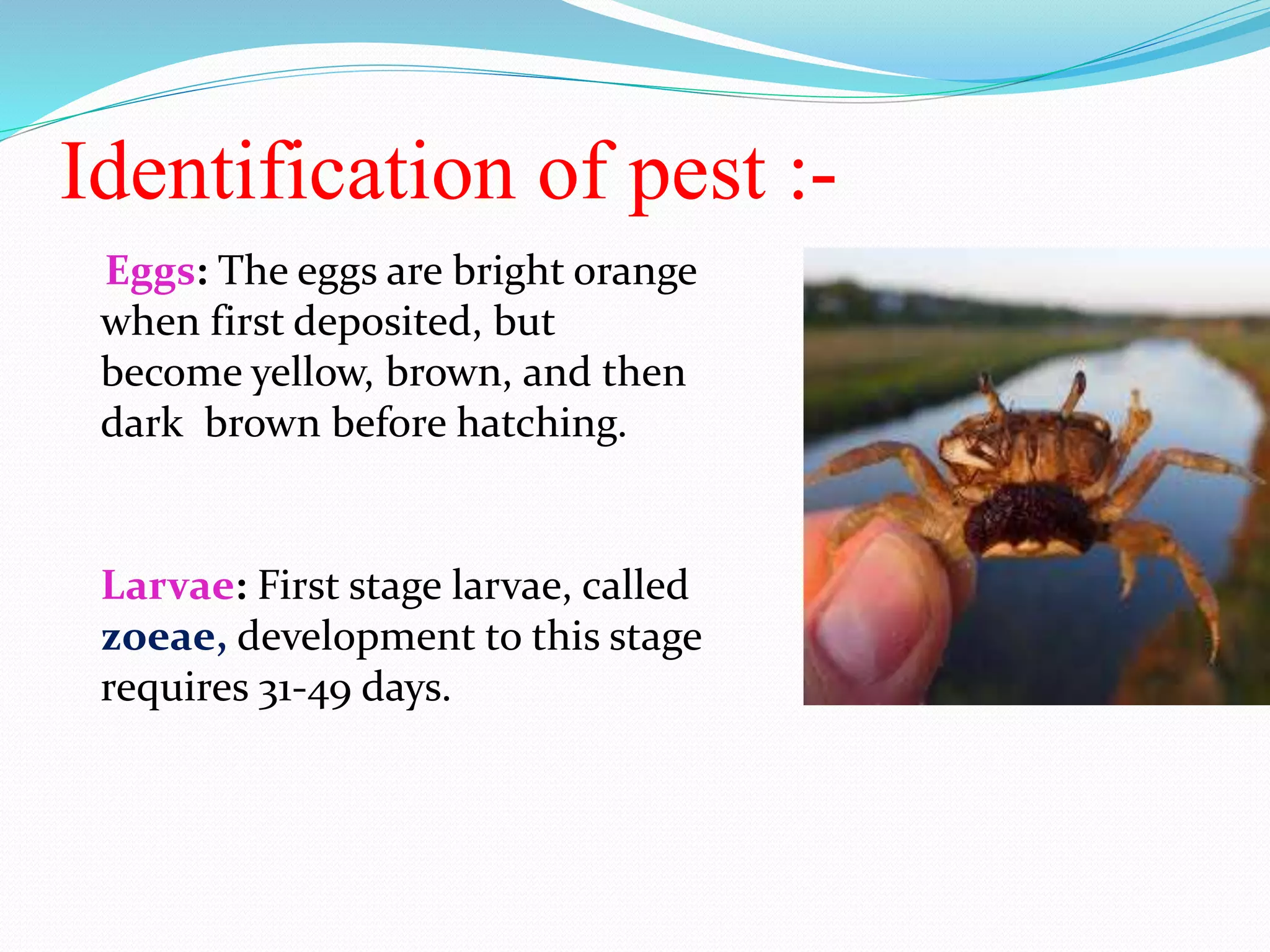 Non insect pests | PPTX