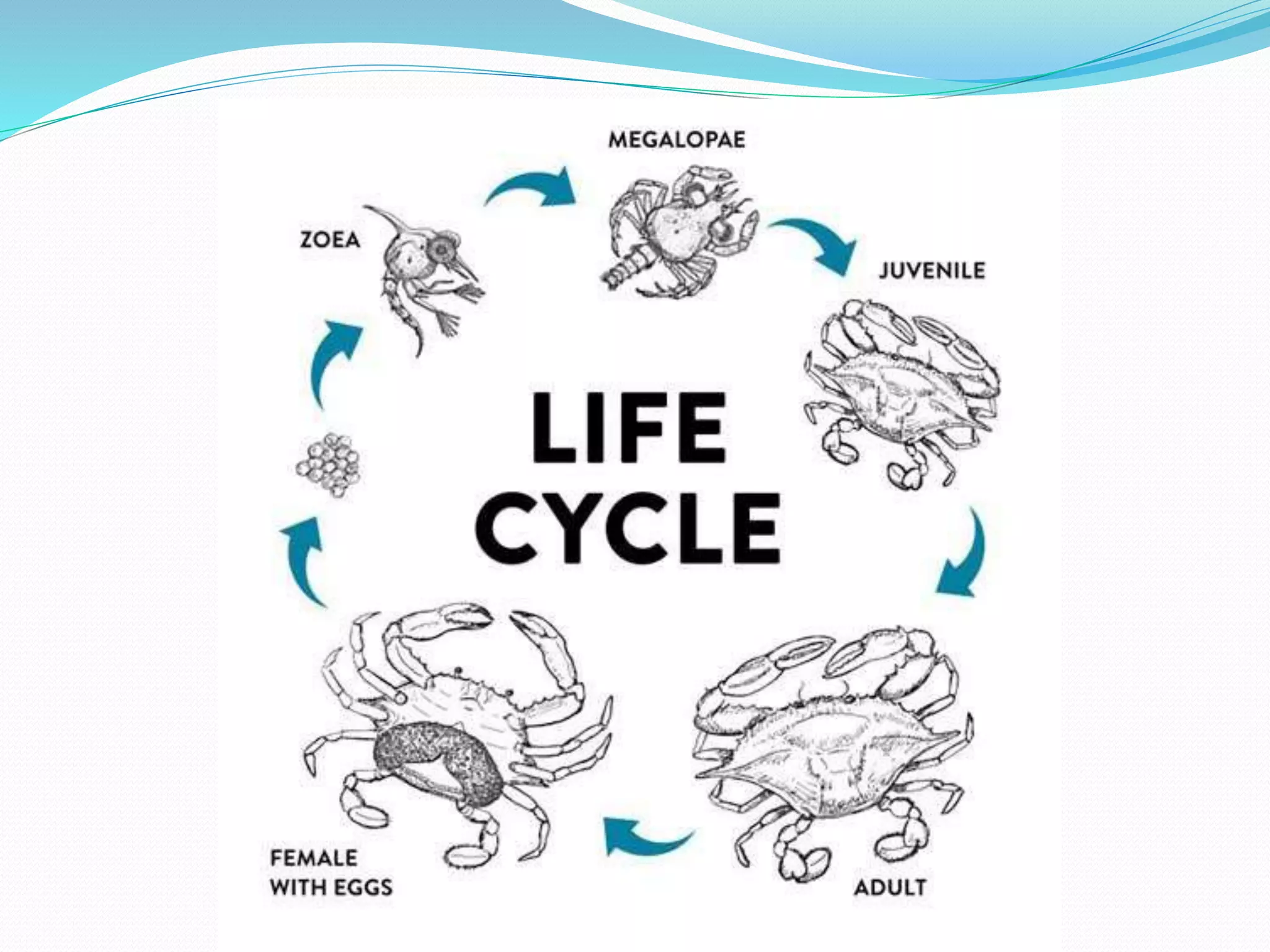 Non insect pests | PPTX