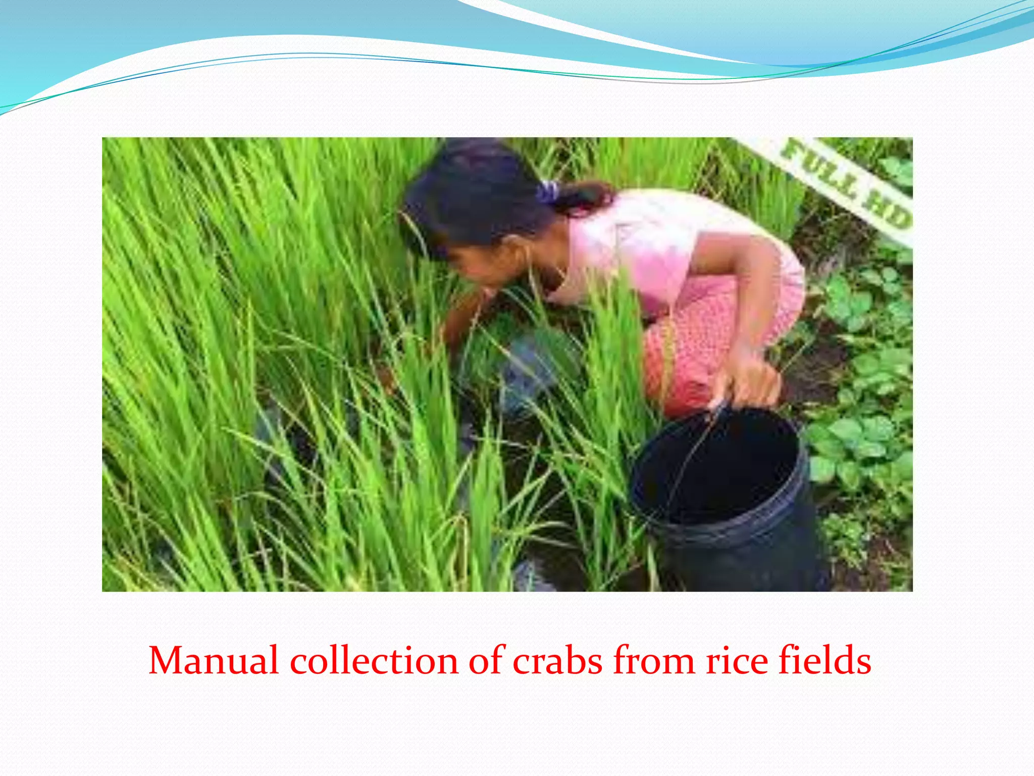 Non insect pests | PPTX