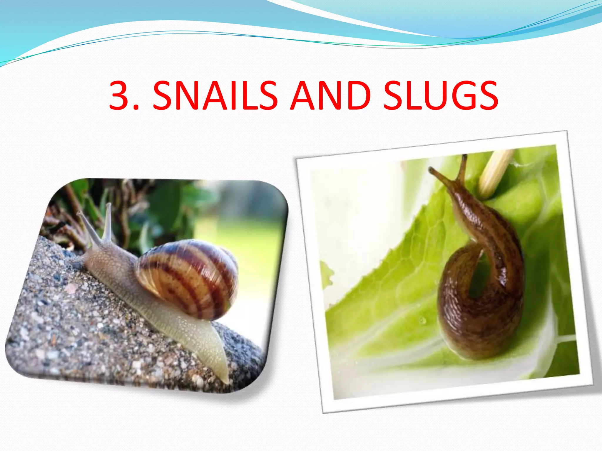 Non insect pests | PPTX