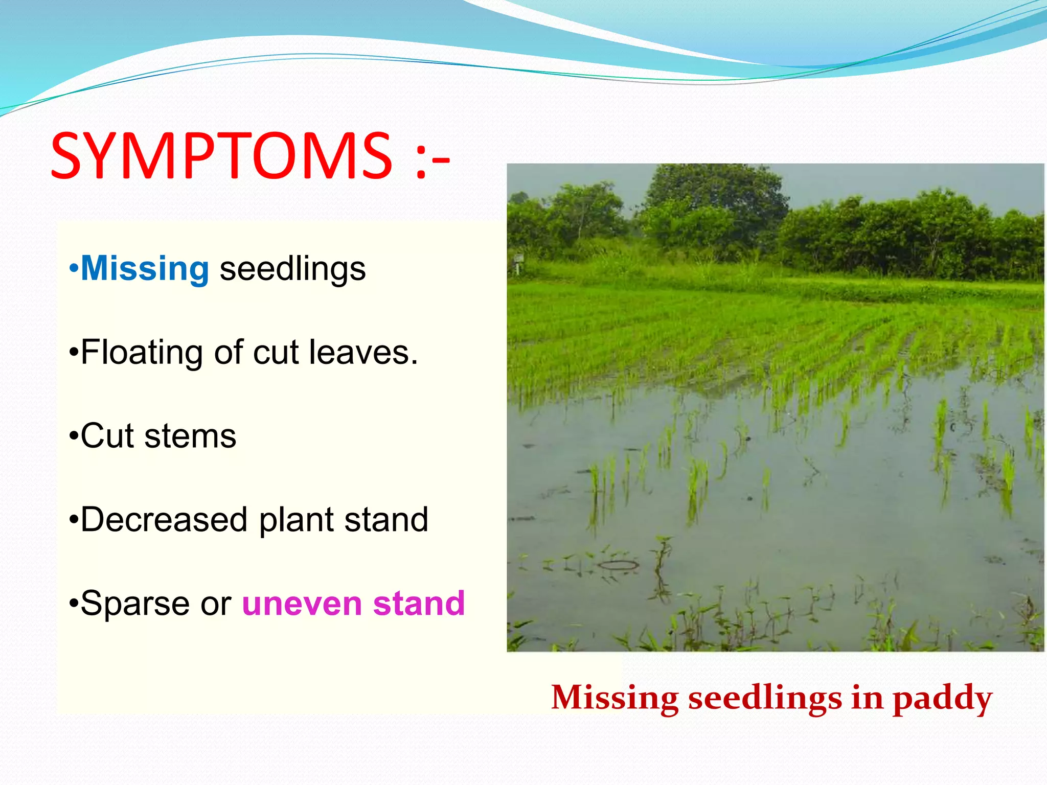 Non insect pests | PPTX